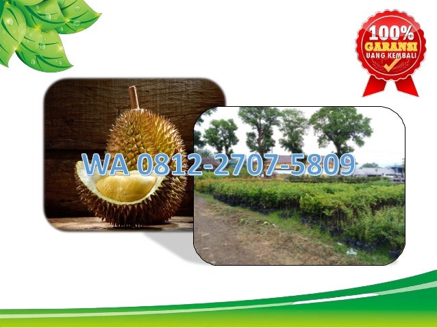 PASTI UNTUNG, WA 0812-2707-5809, Peluang Jadi Distributor Bibit Durian ...