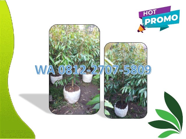 PASTI UNTUNG, WA 0812-2707-5809, Peluang Jadi Distributor Bibit Durian ...