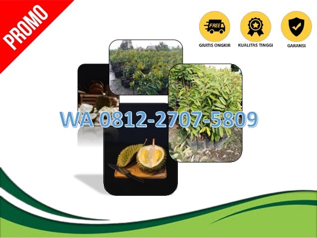 PASTI UNTUNG, WA 0812-2707-5809, Peluang Jadi Agen Bibit Durian ...