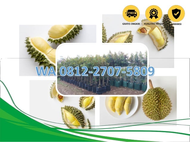 PASTI UNTUNG, WA 0812-2707-5809, Peluang Jualan On Line Bibit Durian ...