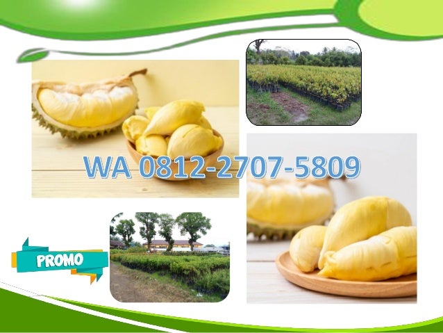 PASTI UNTUNG, WA 0812-2707-5809, Peluang Distributor Tanaman Bibit ...