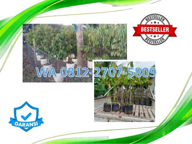 PASTI UNTUNG, WA 0812-2707-5809, Peluang Distributor Tanaman Bibit ...