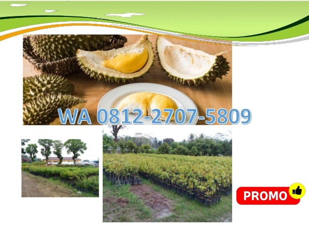 PASTI UNTUNG, WA 0812-2707-5809, Peluang Distributor Tanaman Bibit ...