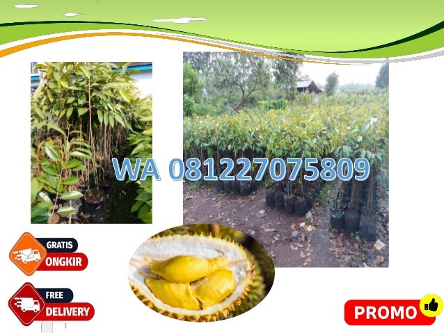 PASTI UNTUNG, WA 0812-2707-5809, Peluang Agen Bibit Durian Sumatera ...