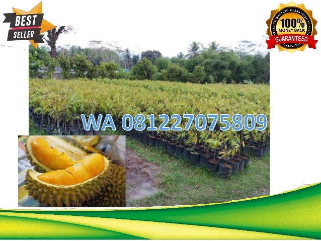 PASTI UNTUNG, WA 0812-2707-5809, Peluang Franchise 2022 Bibit Durian ...