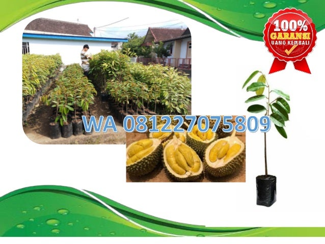 PASTI UNTUNG, WA 0812-2707-5809, Peluang Investasi Bibit Durian ...