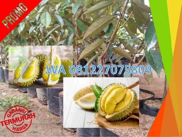 PASTI UNTUNG, WA 0812-2707-5809, Peluang Investasi Bibit Durian ...