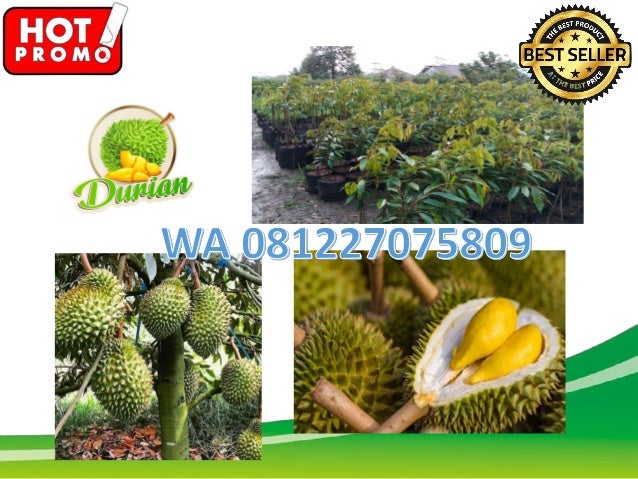 PASTI UNTUNG, WA 0812-2707-5809, Peluang Kemitraan Usaha Bibit Durian ...
