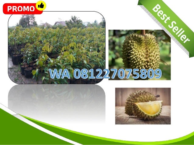 PASTI UNTUNG, WA 0812-2707-5809, Peluang Distributor Tanaman Bibit ...