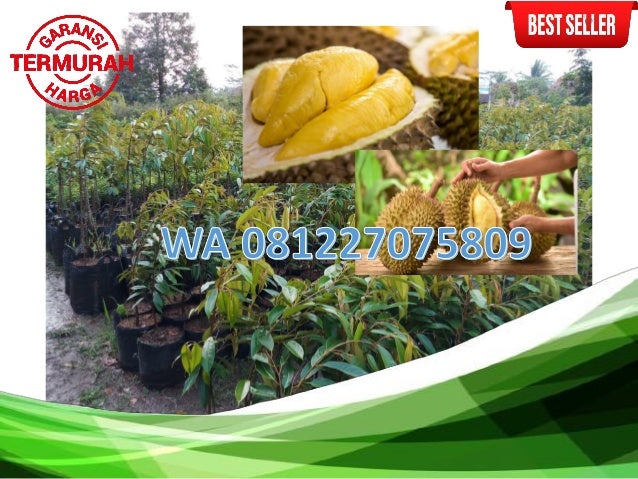 PASTI UNTUNG, WA 0812-2707-5809, Peluang Jadi Distributor Tanaman Bibit ...