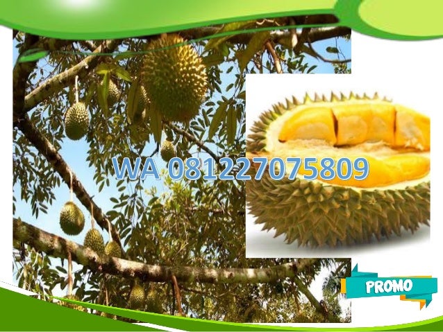 PASTI UNTUNG, WA 0812-2707-5809, Peluang Jadi Distributor Tanaman Bibit ...