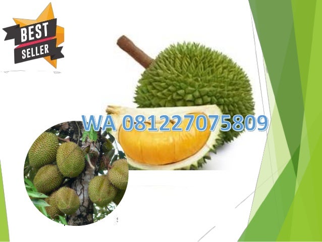 PASTI UNTUNG, WA 0812-2707-5809, Peluang Jadi Distributor Tanaman Bibit ...