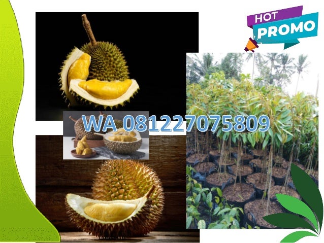 PASTI UNTUNG, WA 0812-2707-5809, Peluang Jadi Distributor Tanaman Bibit ...