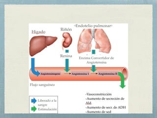 Renina Del Aparato Yuxtaglomerular