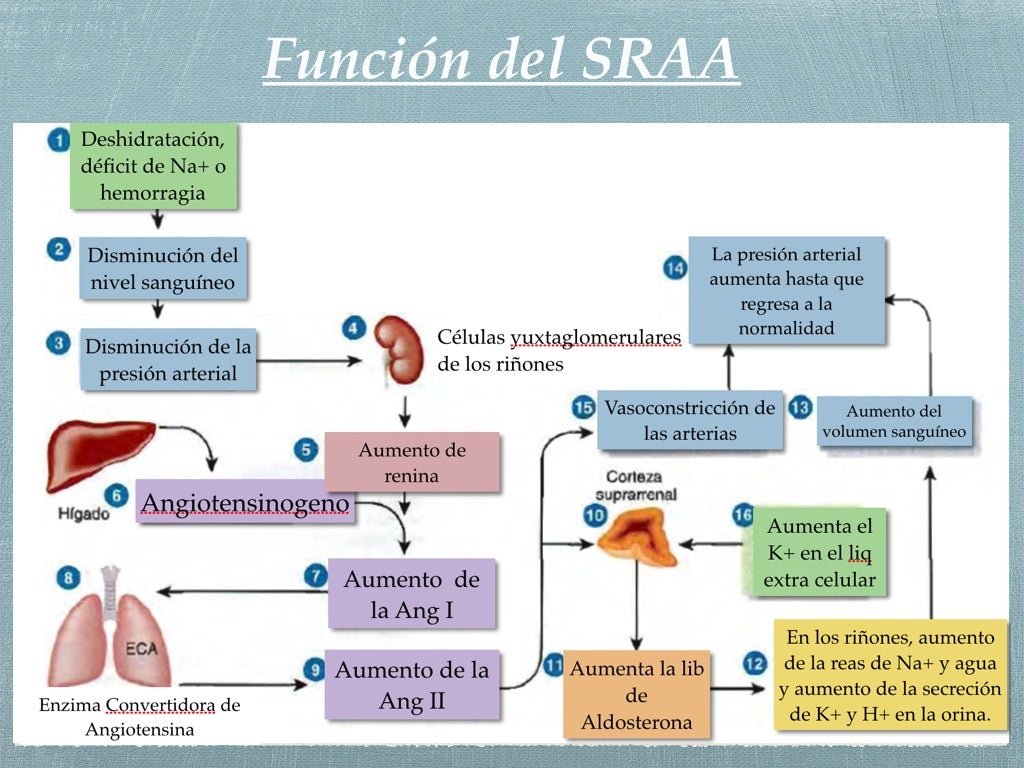 REPASO Sistema Renina Angiotensina Aldosterona (Fisio)