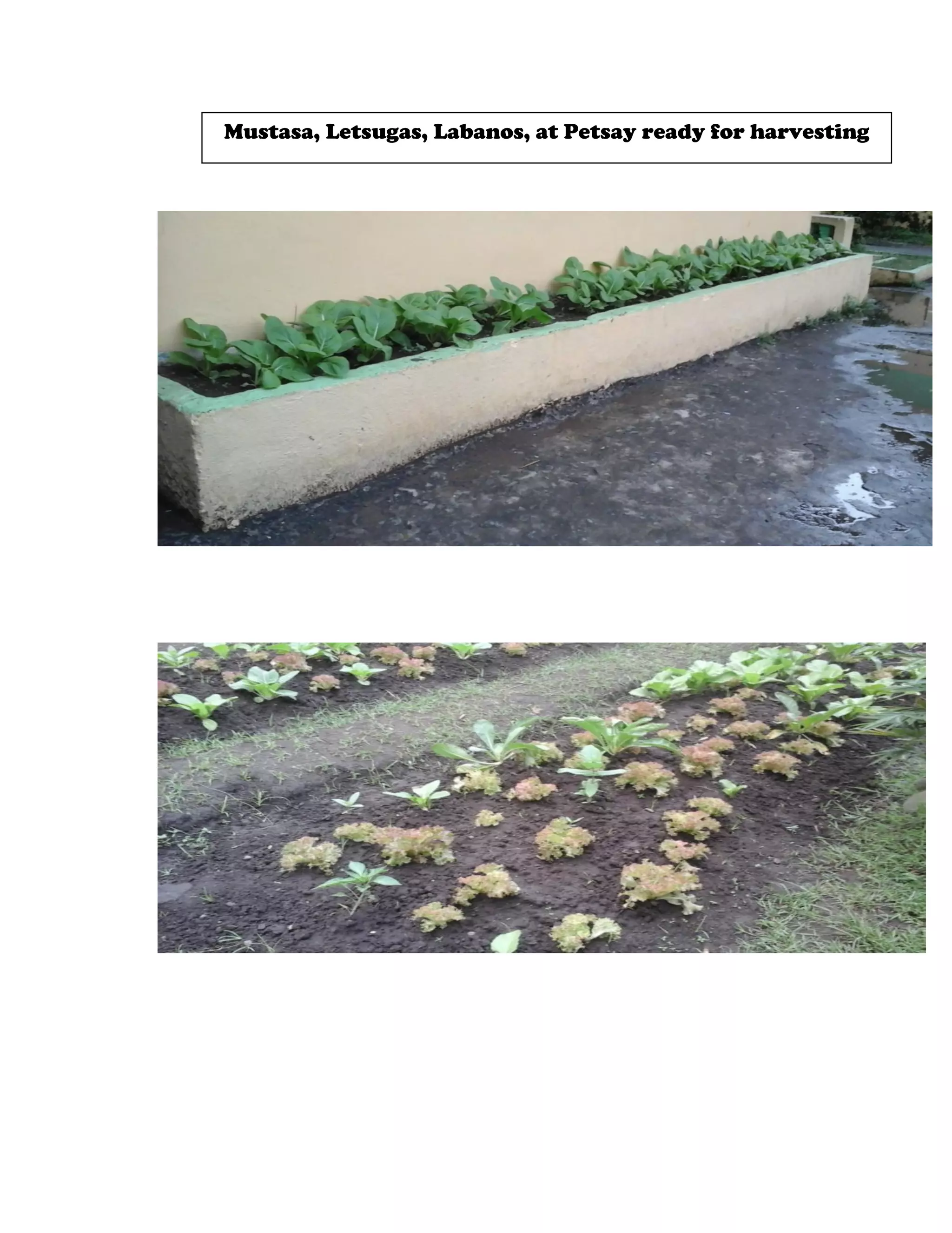 pdfcoffee.com_accomplishment-report-gulayan-pdf-free.pdf