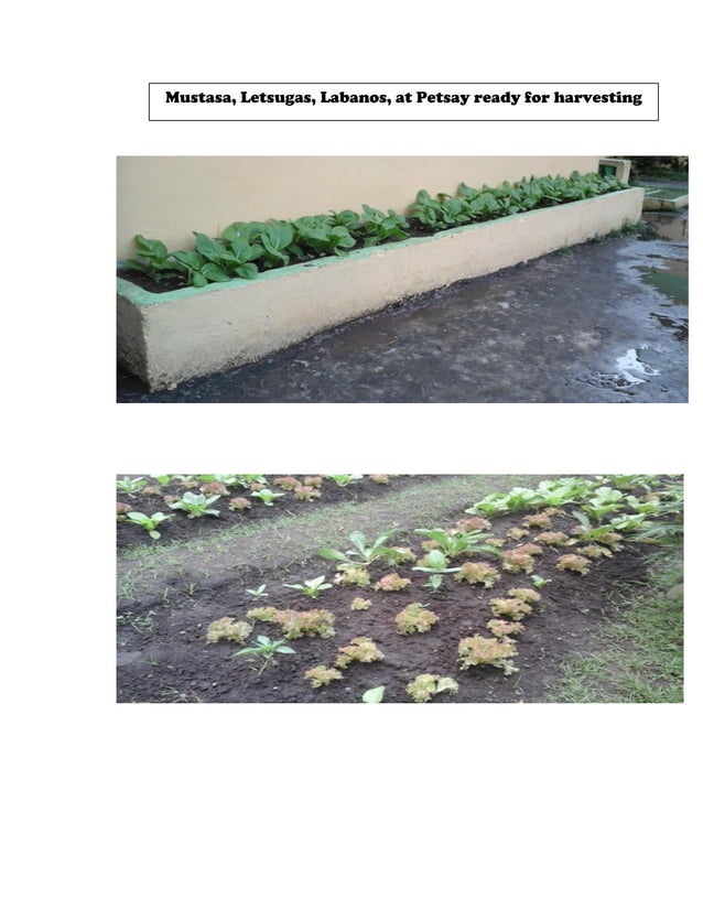 pdfcoffee.com_accomplishment-report-gulayan-pdf-free.pdf | Agriculture ...