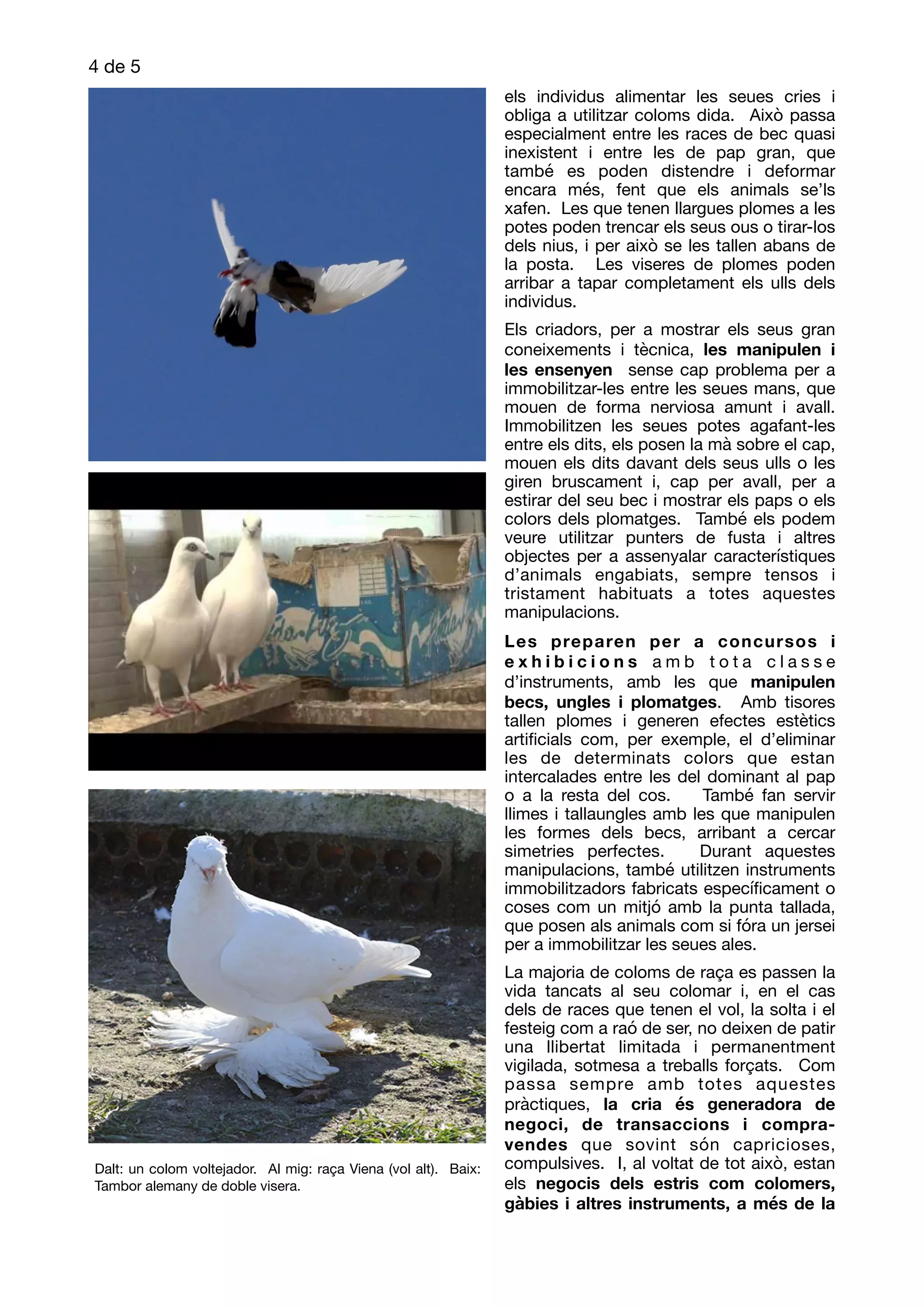 Coloms de raça, ornamentals i de fantasia. El ball de l’Angry Bird. | PDF