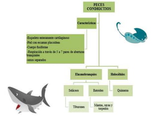 Pdf condrictios | PDF