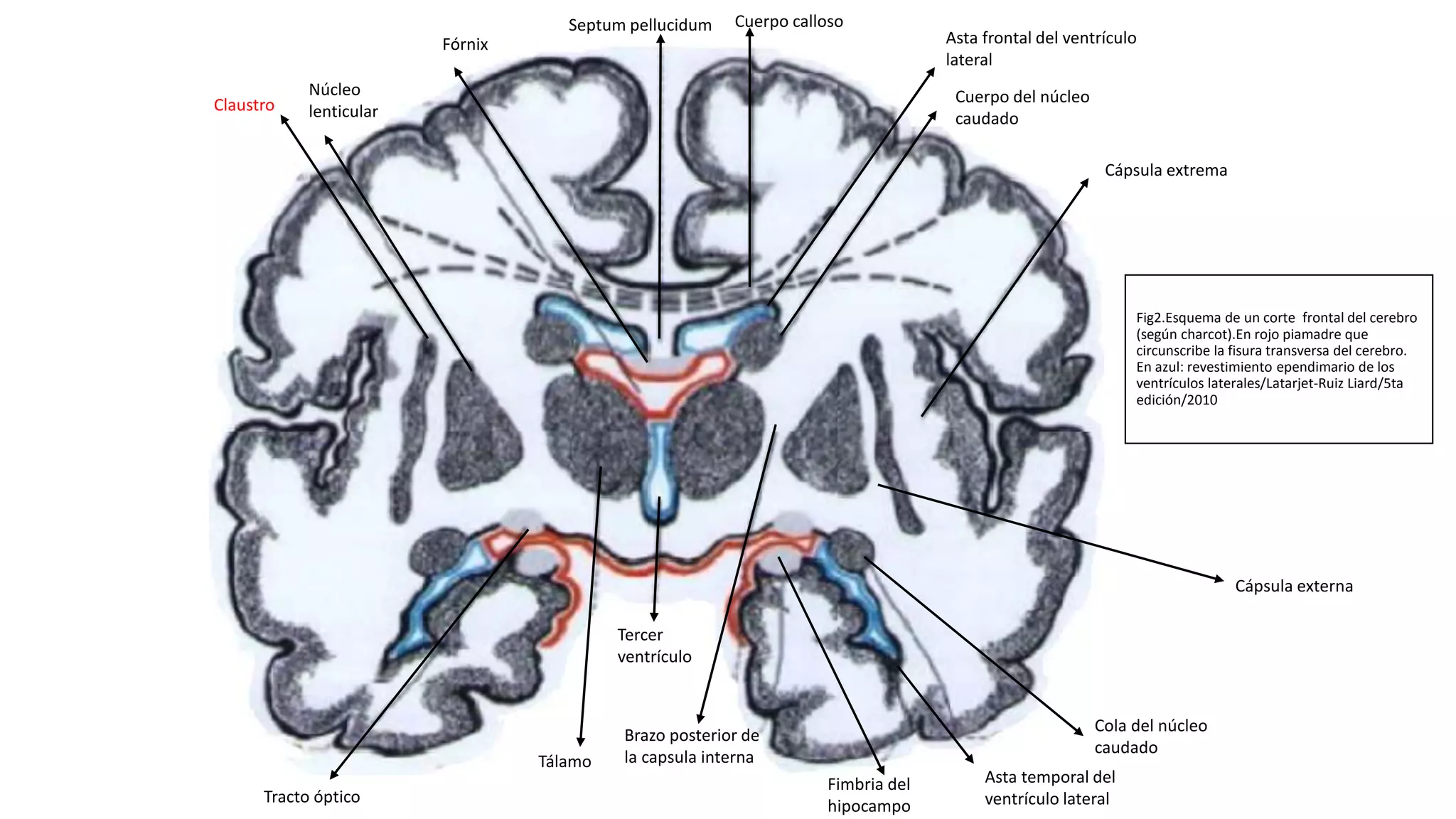 Corte de Flechsig y Charcot | PPTX