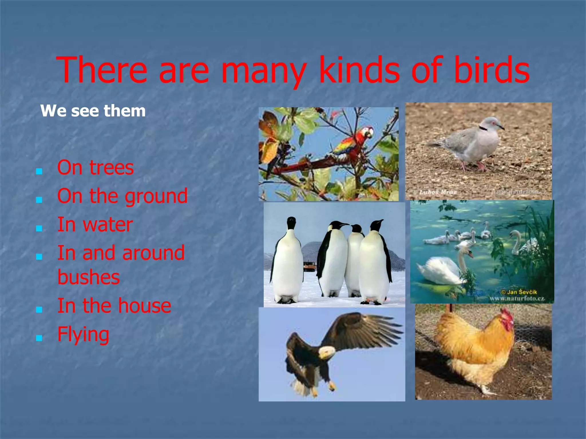 Birds_grade_3.pptx