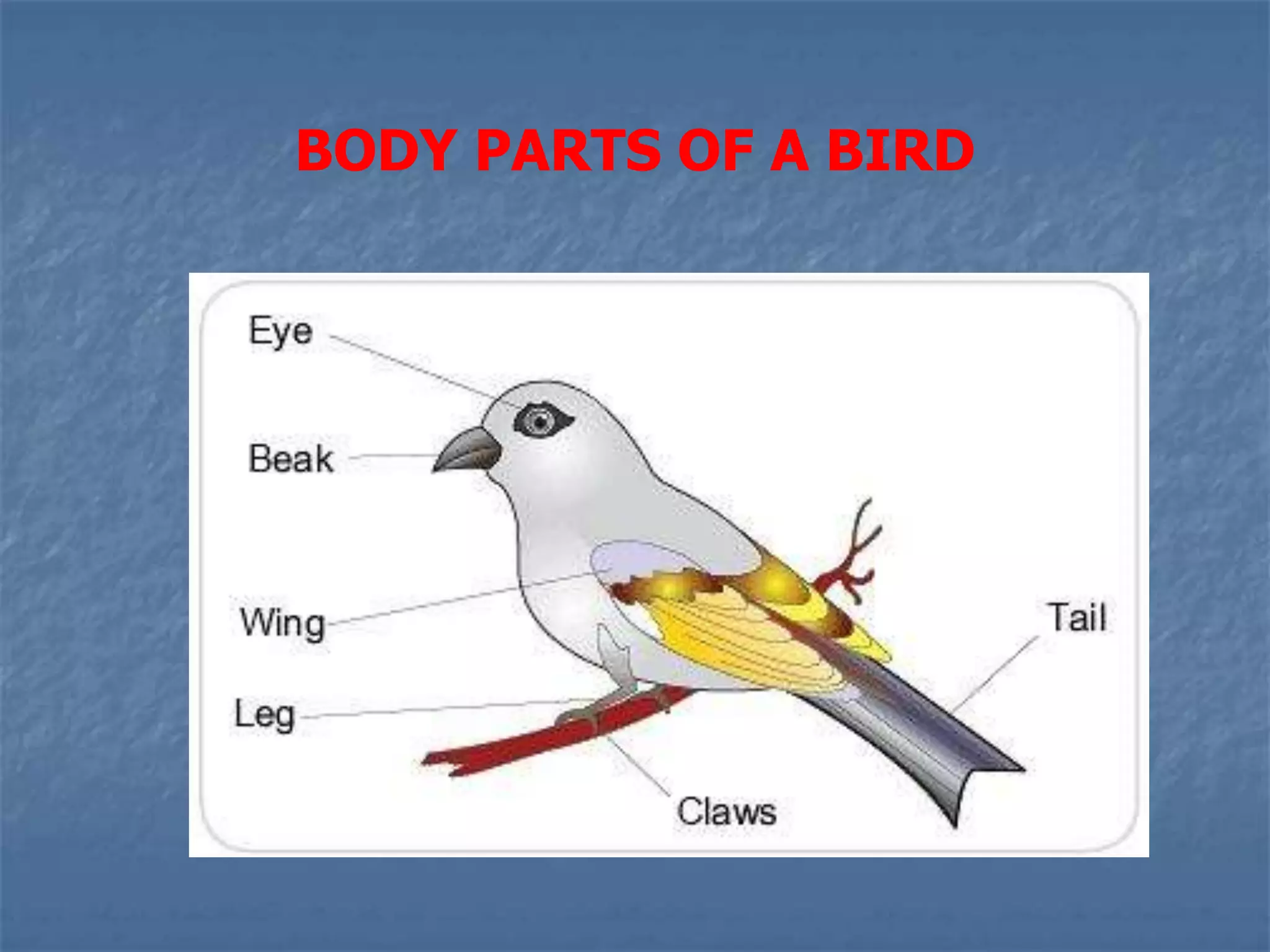 Birds_grade_3.pptx