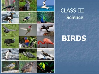 Birds_grade_3.pptx