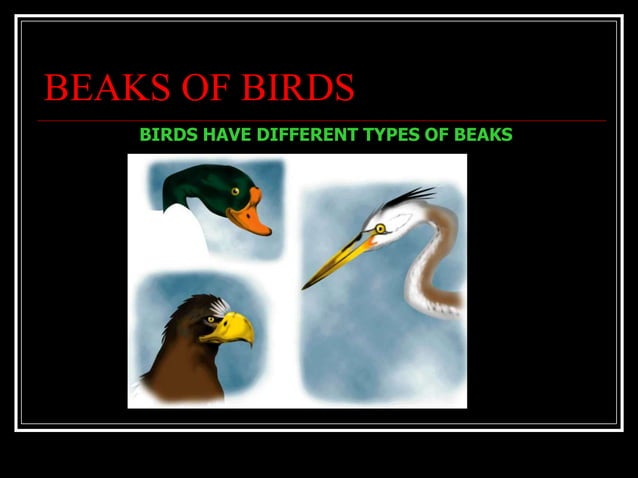 Birds_grade_3.pptx | Birdwatching | Hobbies & Interests