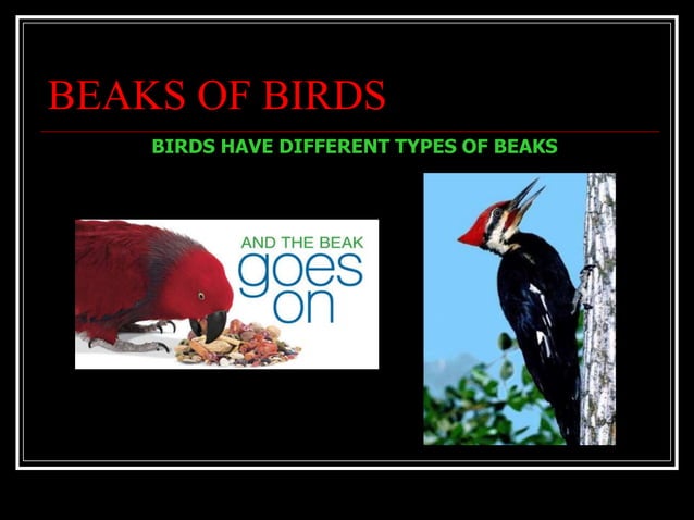 Birds_grade_3.pptx | Birdwatching | Hobbies & Interests