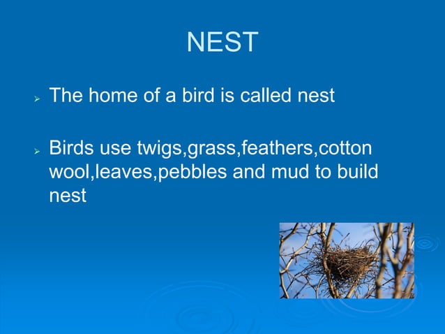 Birds_grade_3.pptx | Birdwatching | Hobbies & Interests