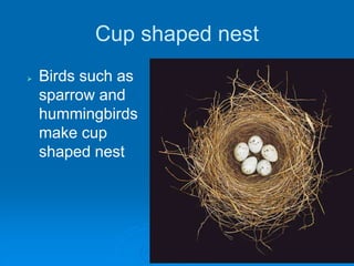 Birds_grade_3.pptx