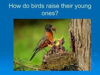 Birds_grade_3.pptx
