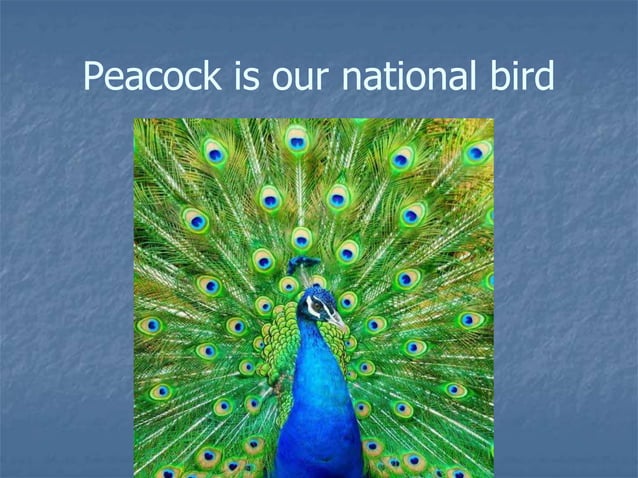 Birds_grade_3.pptx | Birdwatching | Hobbies & Interests