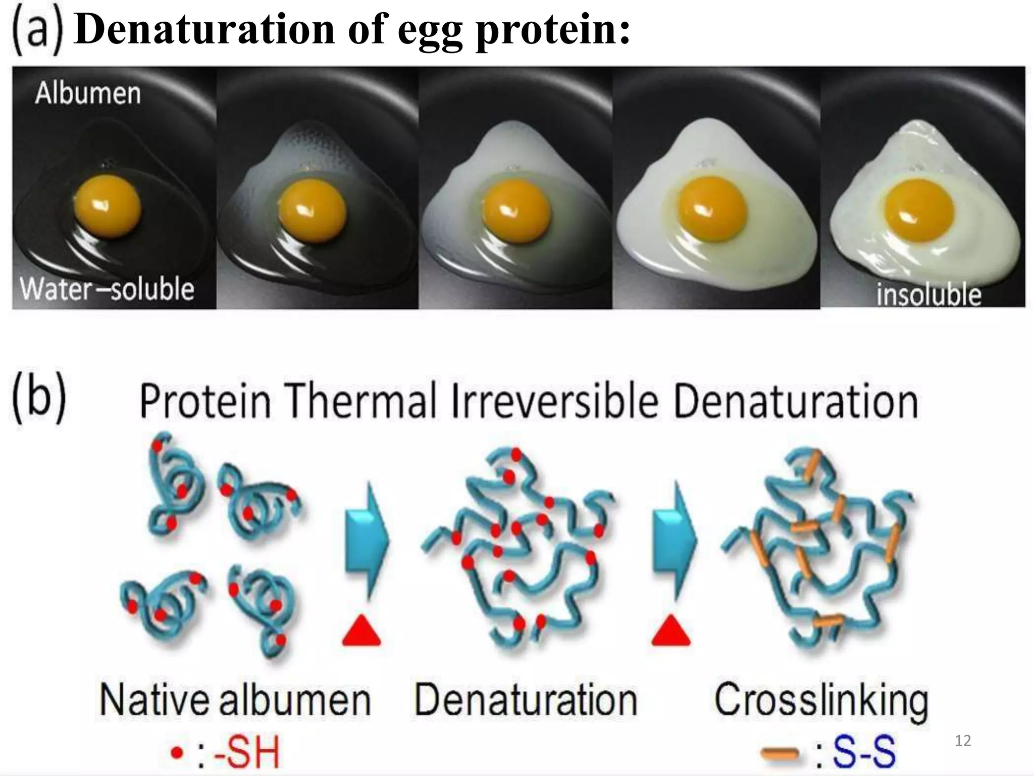PROTEIN DENATURATION | PPTX