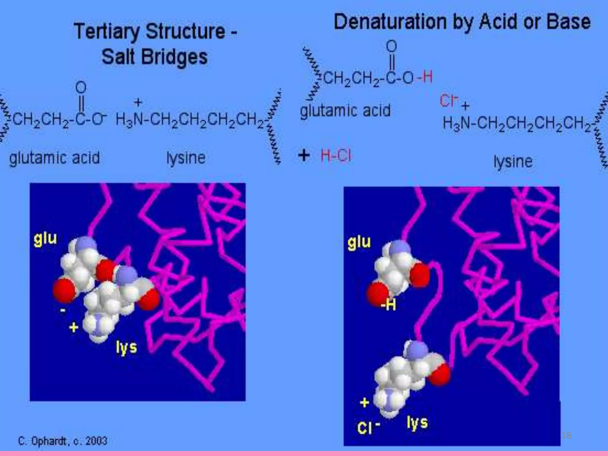 PROTEIN DENATURATION | PPTX