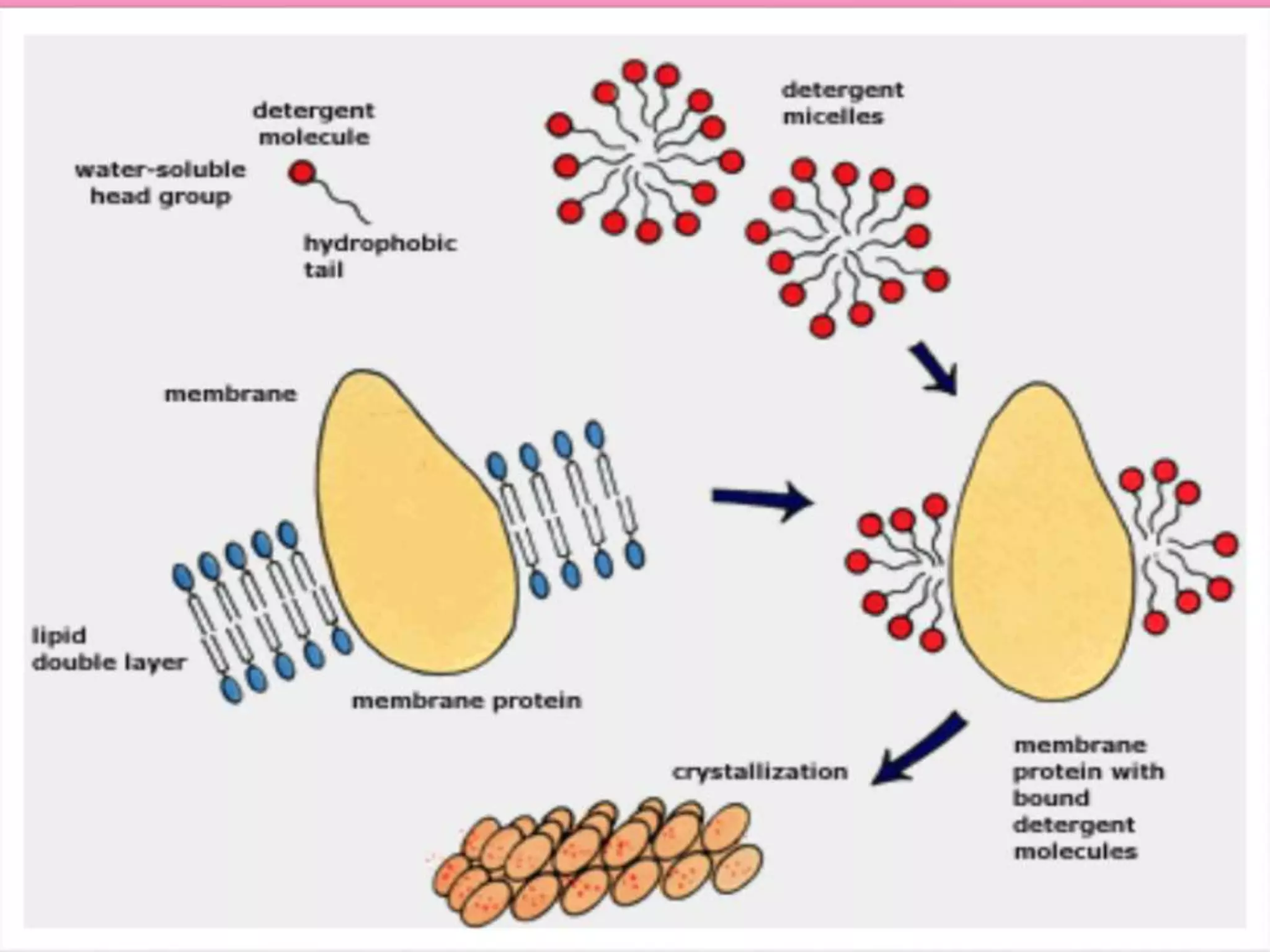 PROTEIN DENATURATION | PPTX