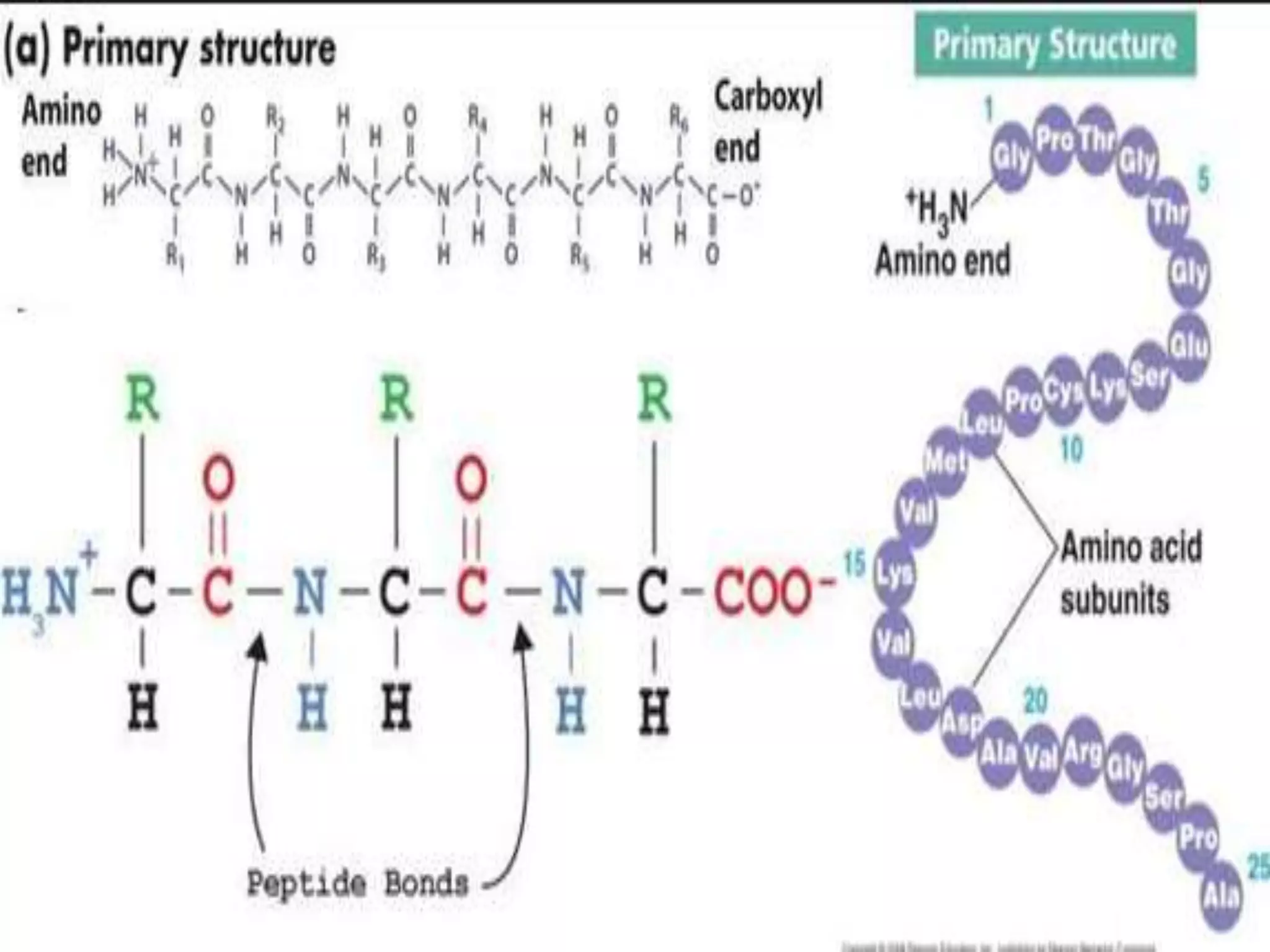 PROTEIN DENATURATION | PPTX