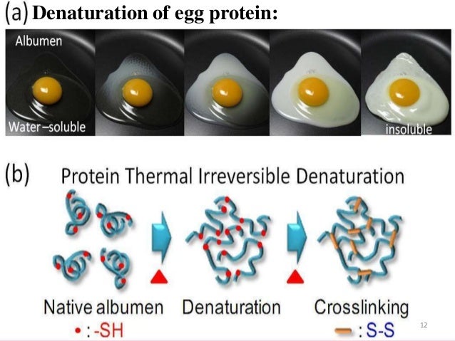 PROTEIN DENATURATION