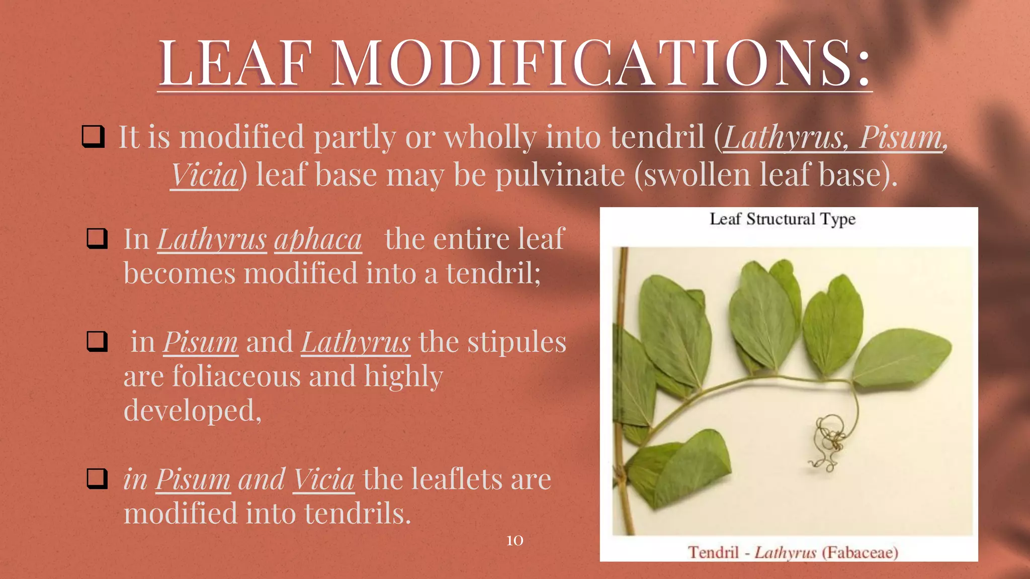 FAMILY FABACEAE | PDF