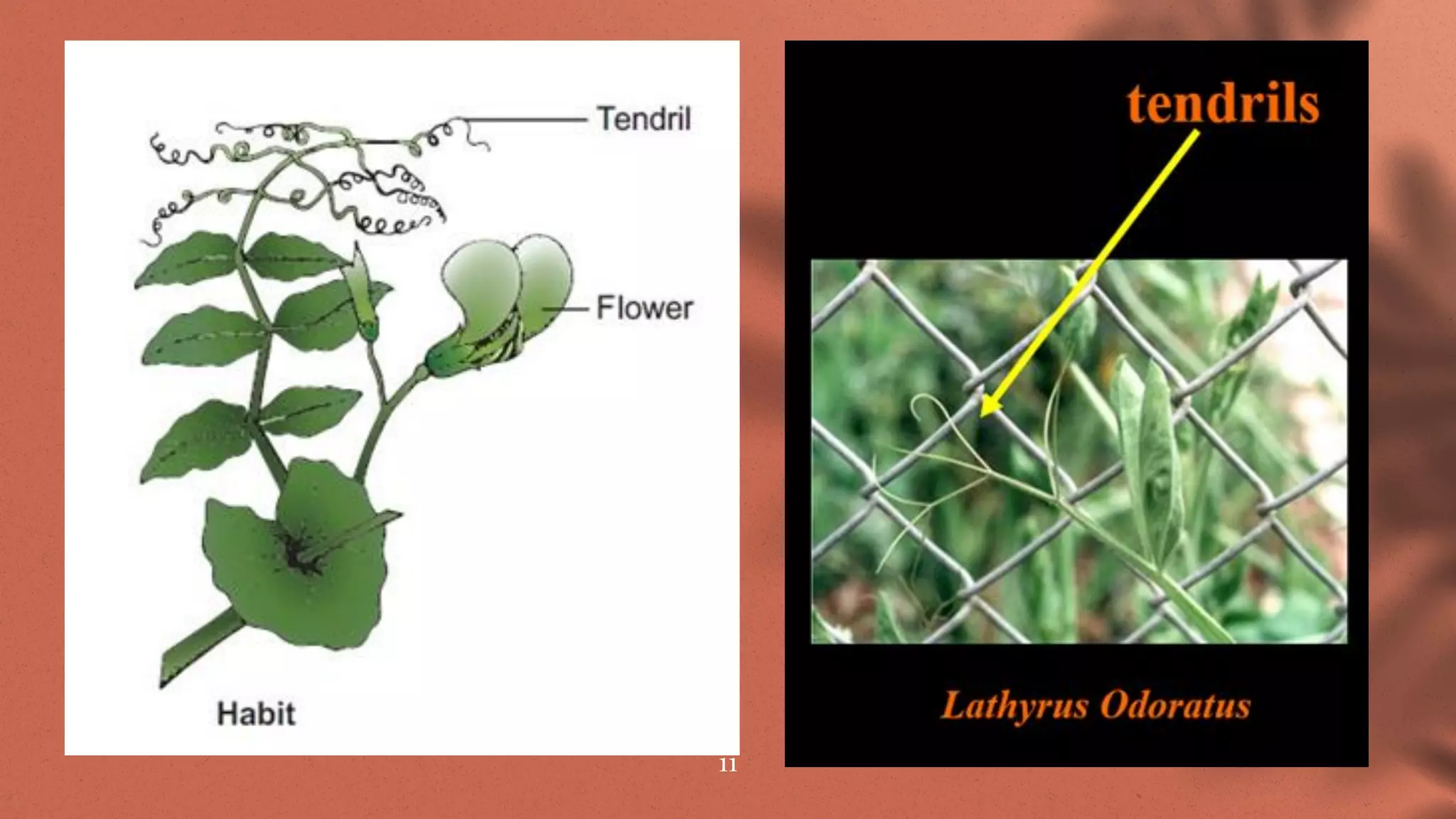FAMILY FABACEAE | PDF