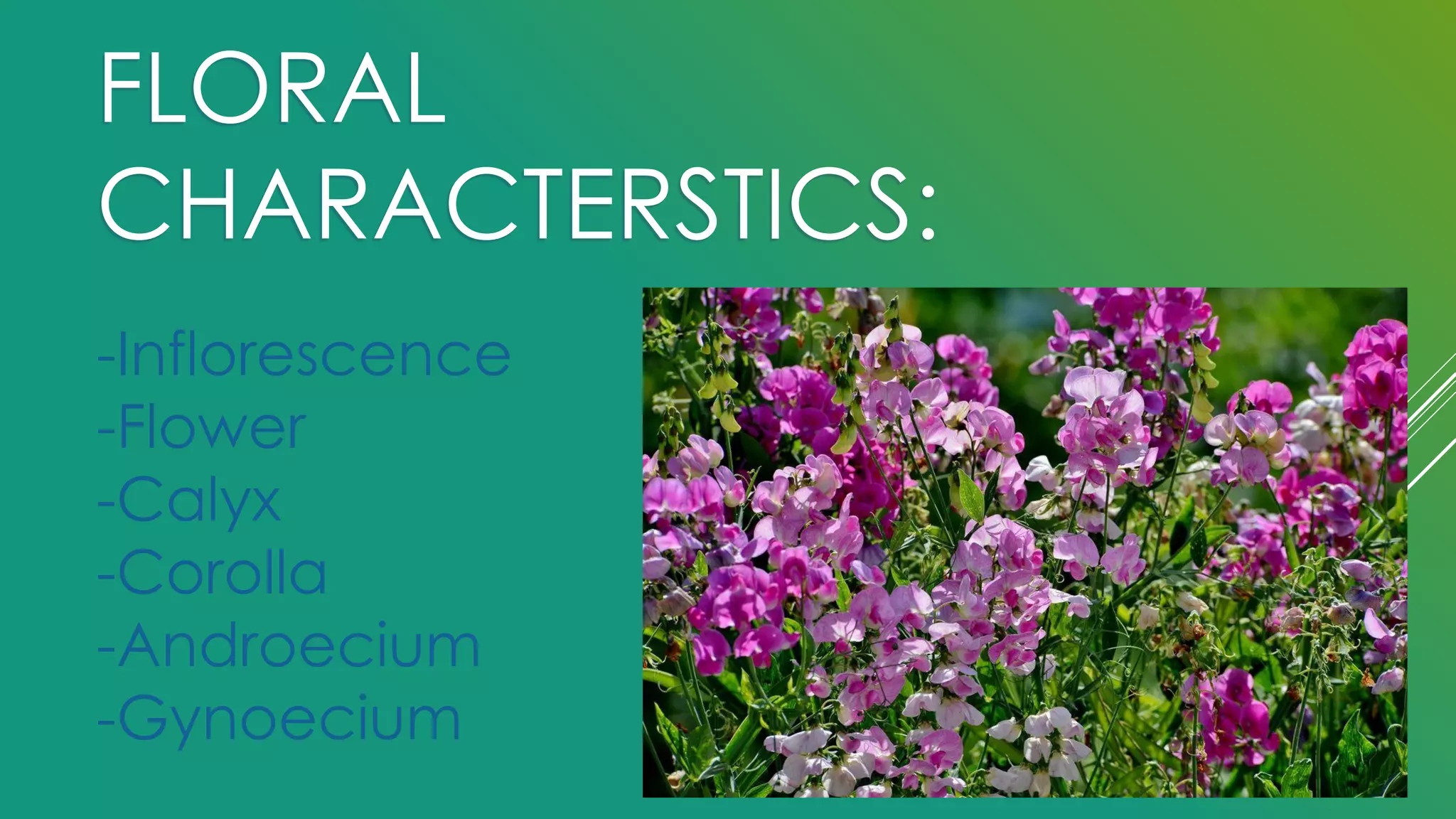 FAMILY FABACEAE | PDF