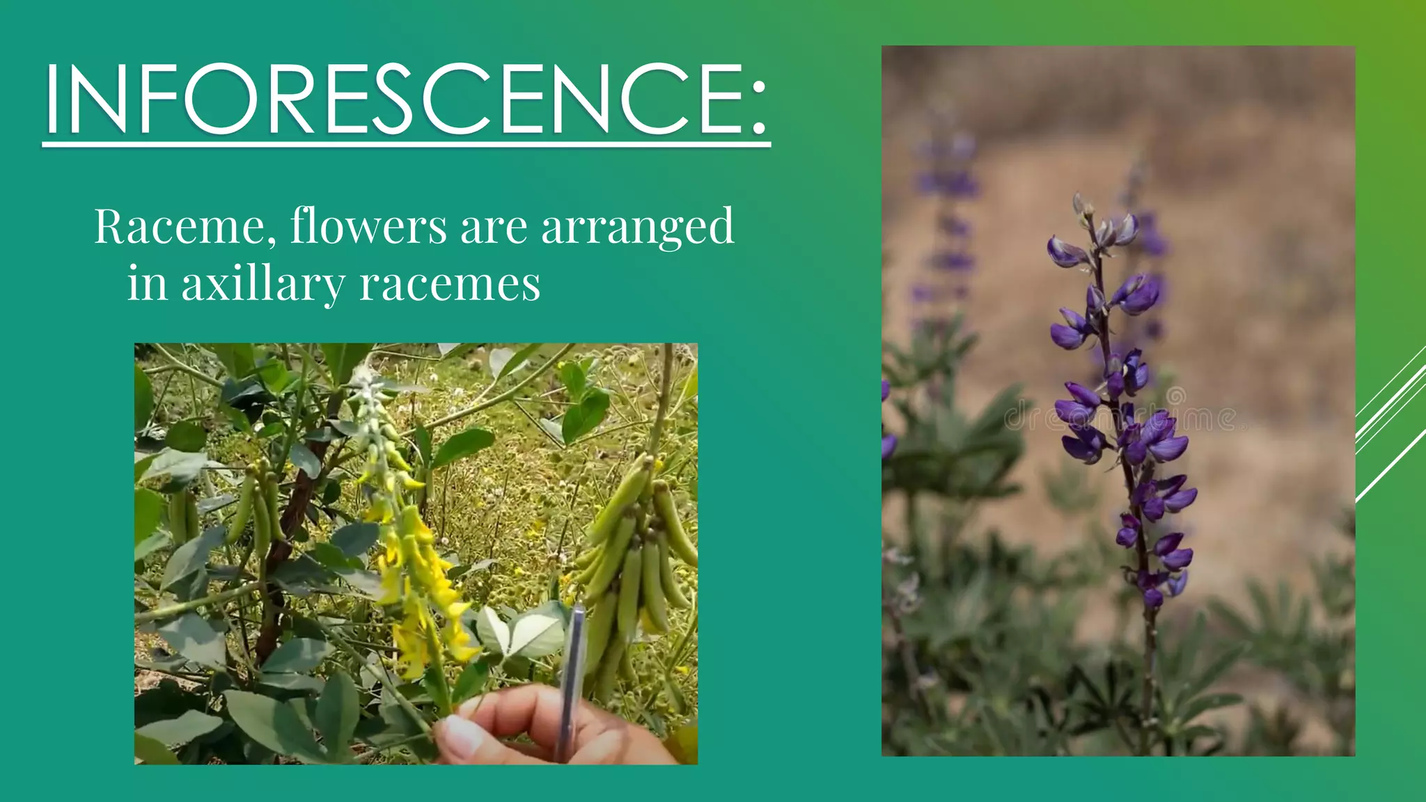 FAMILY FABACEAE | PDF