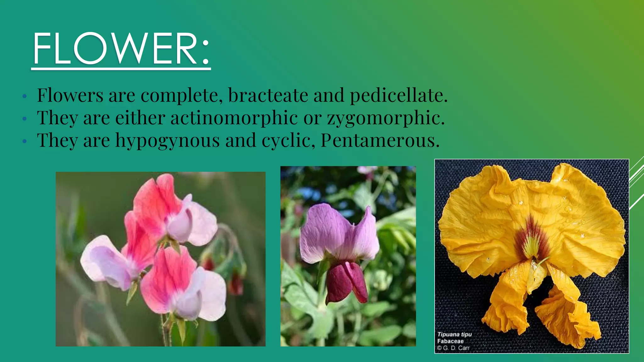 FAMILY FABACEAE | PDF