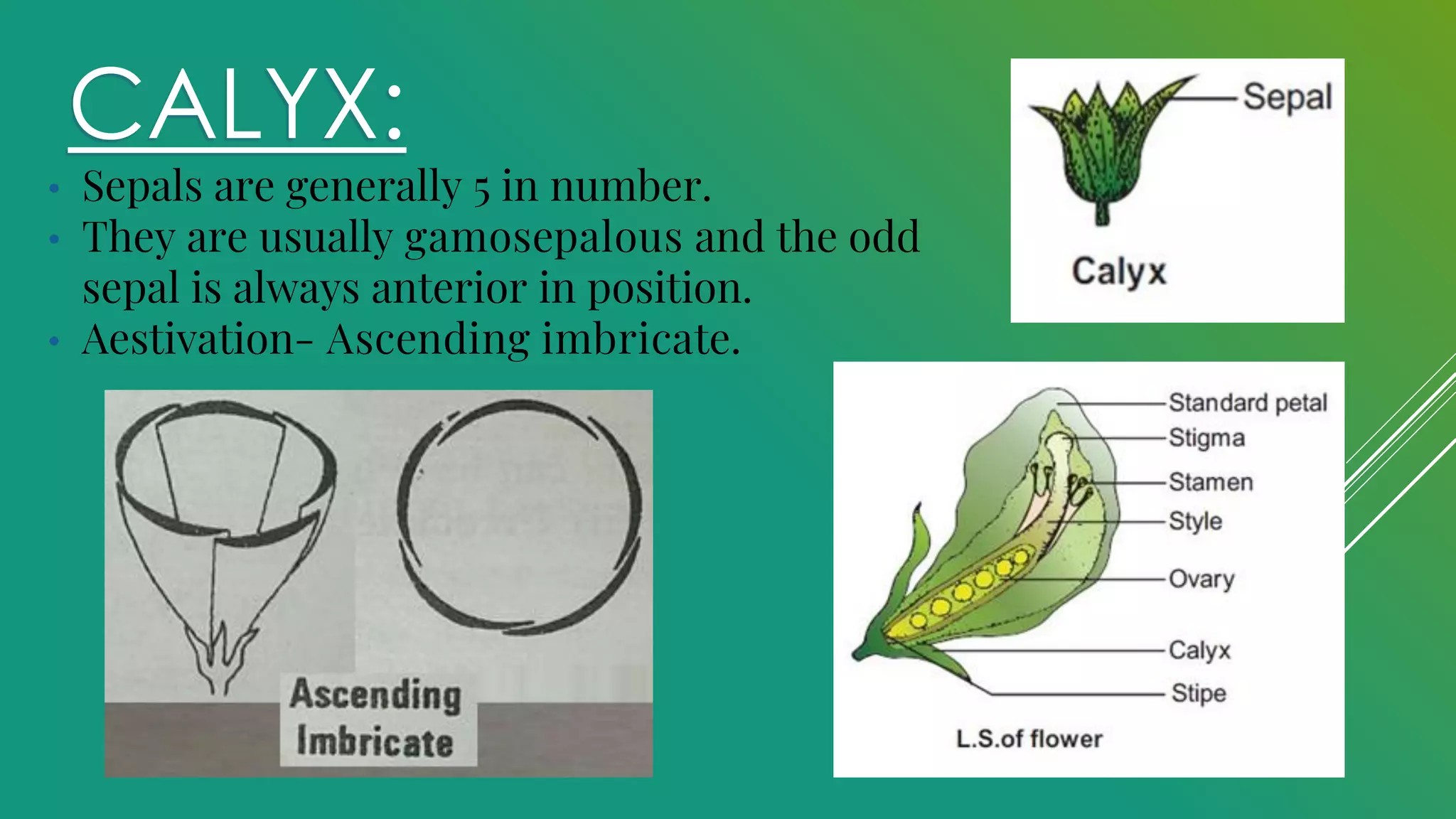 FAMILY FABACEAE | PDF