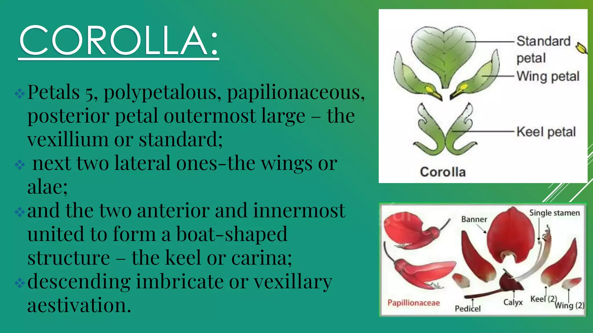 FAMILY FABACEAE | PDF