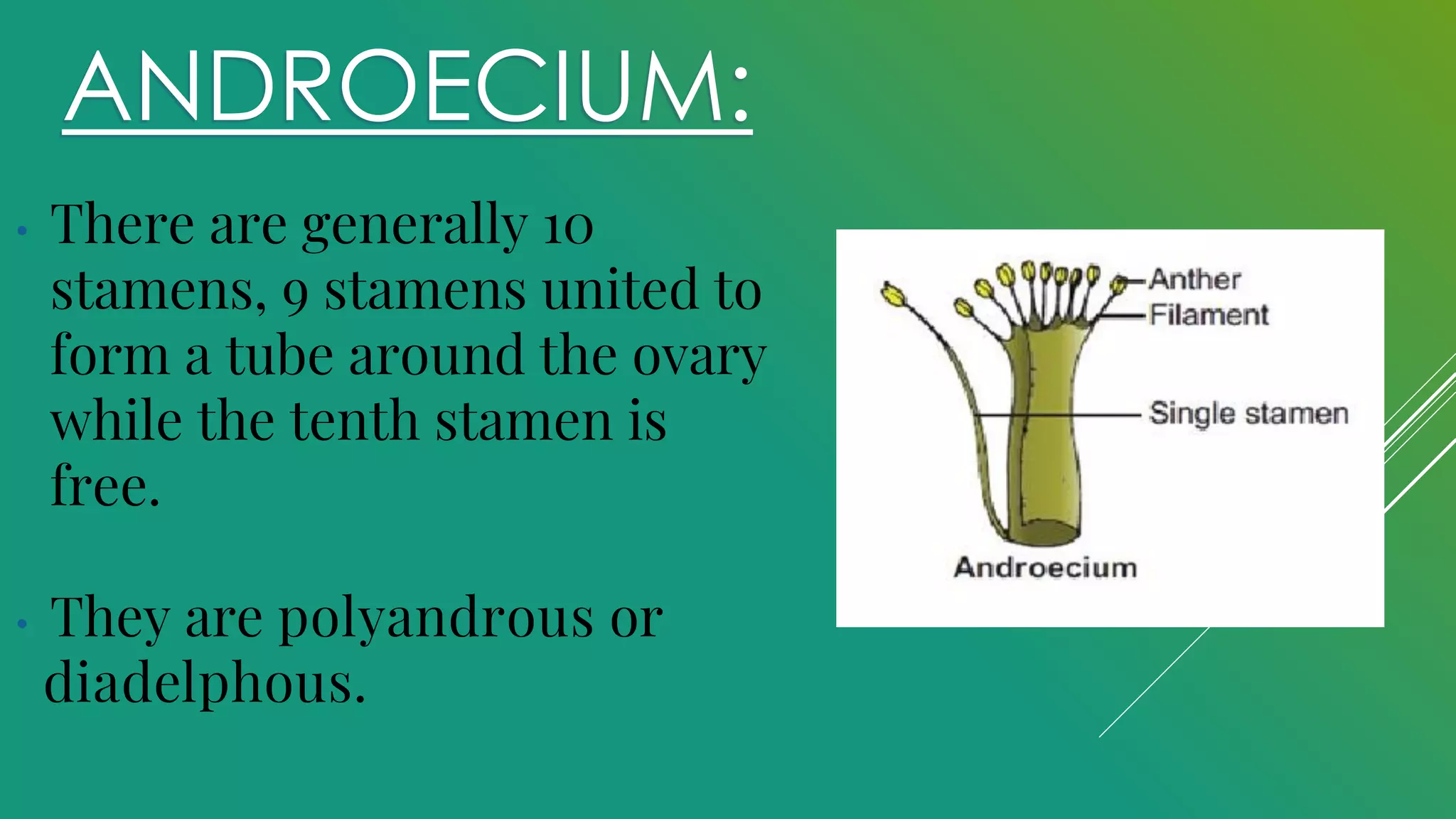 FAMILY FABACEAE | PDF