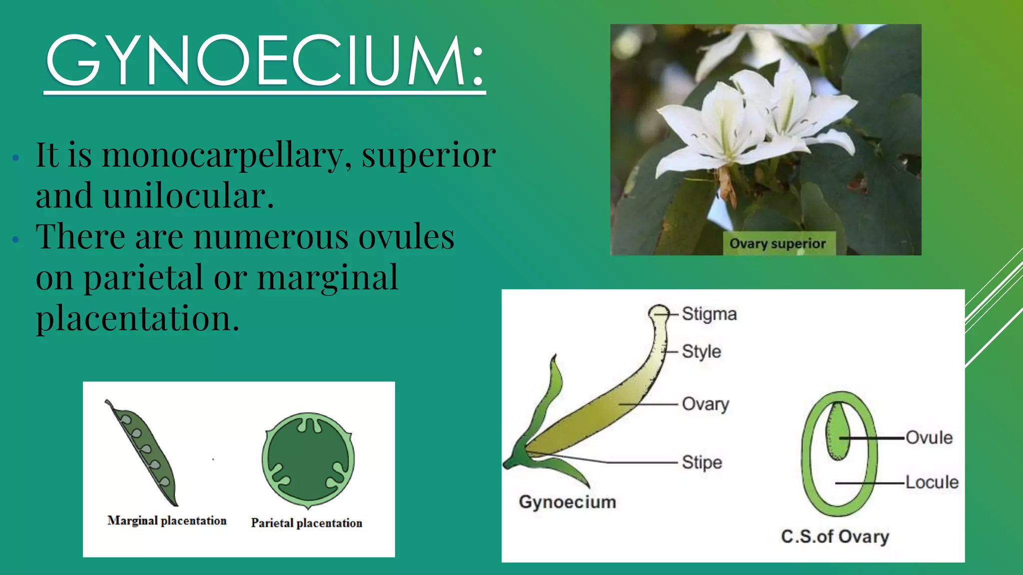 FAMILY FABACEAE | PDF