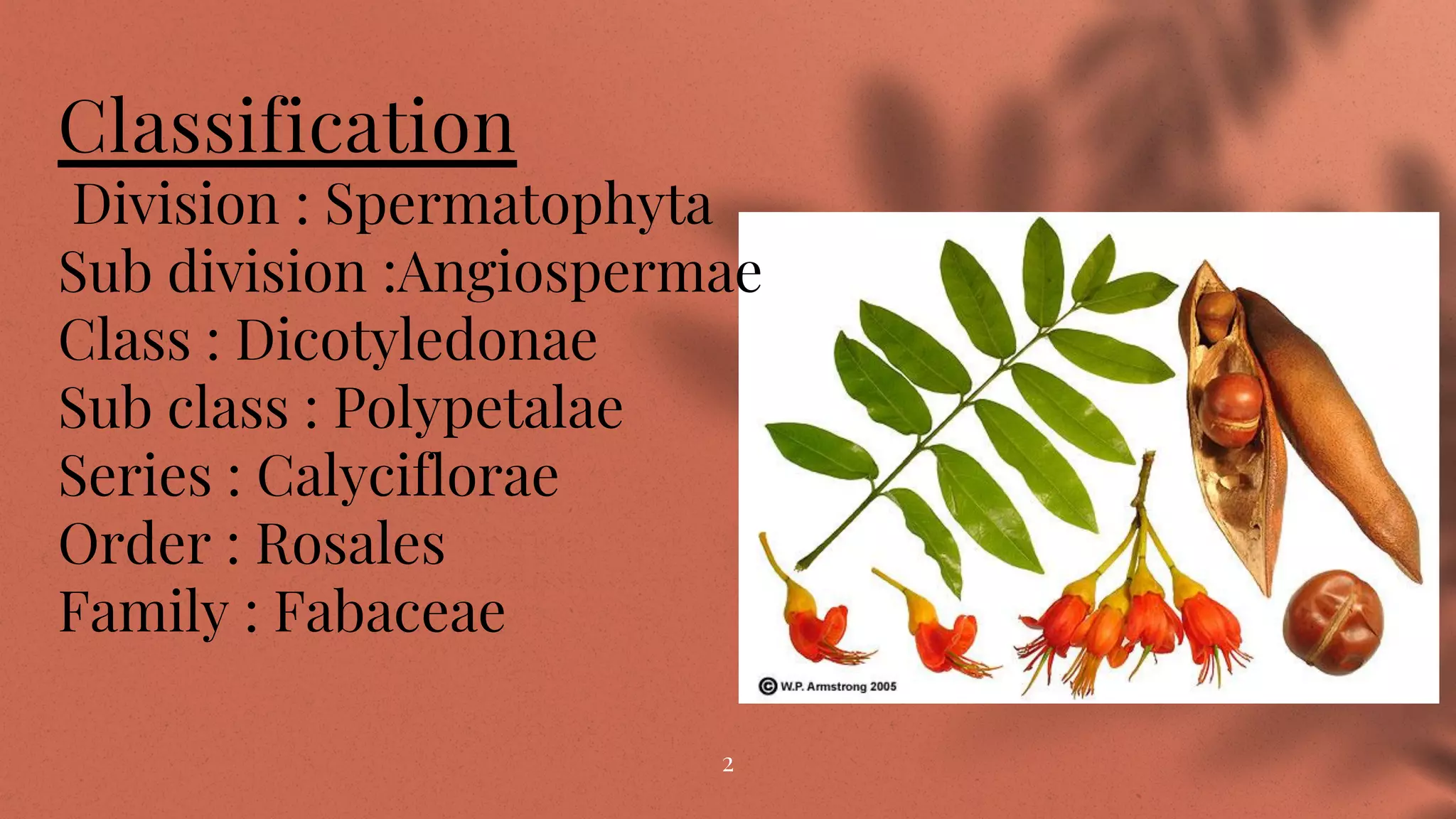 FAMILY FABACEAE | PDF