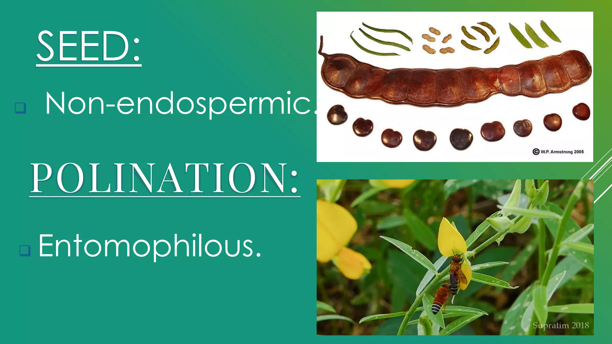 FAMILY FABACEAE | PDF