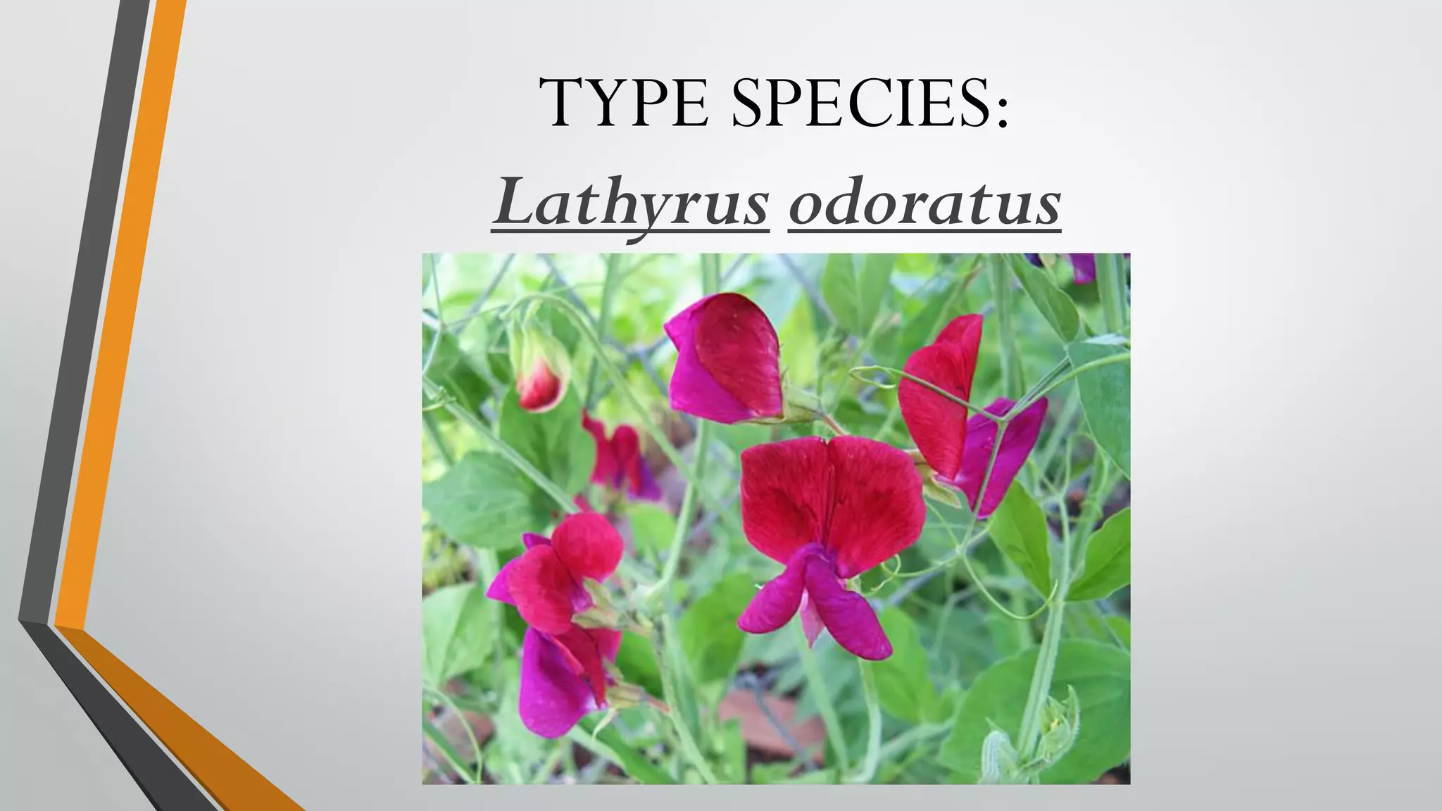 FAMILY FABACEAE | PDF